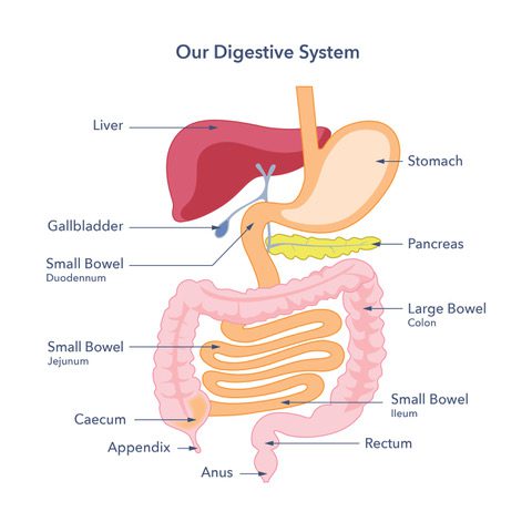 Booklet illustrations - Guts UK